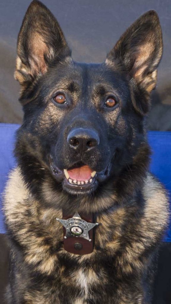 MARK-9 – A Good Cause for Old Paws